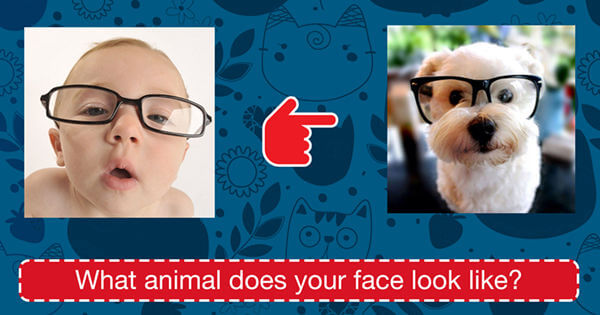 What animal does your face look like?